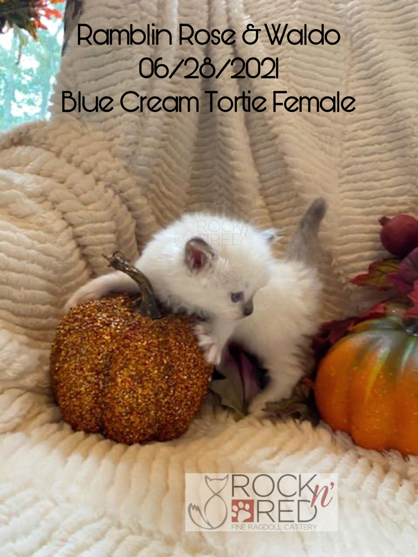 Current Cats & Kittens – RocknRed Ragdolls | Fine Cats