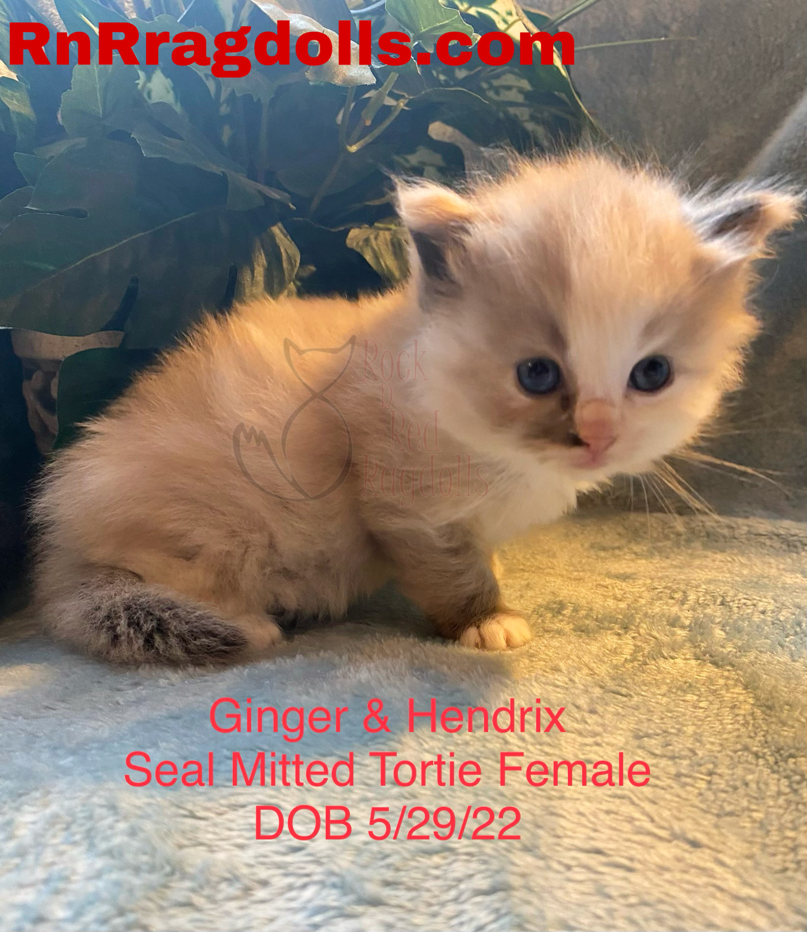 Ginger & Hendrix- Tortie Females! – RocknRed Ragdolls | Fine Cats