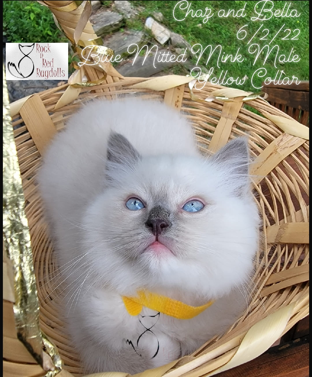 yellow-basket – RocknRed Ragdolls | Fine Cats