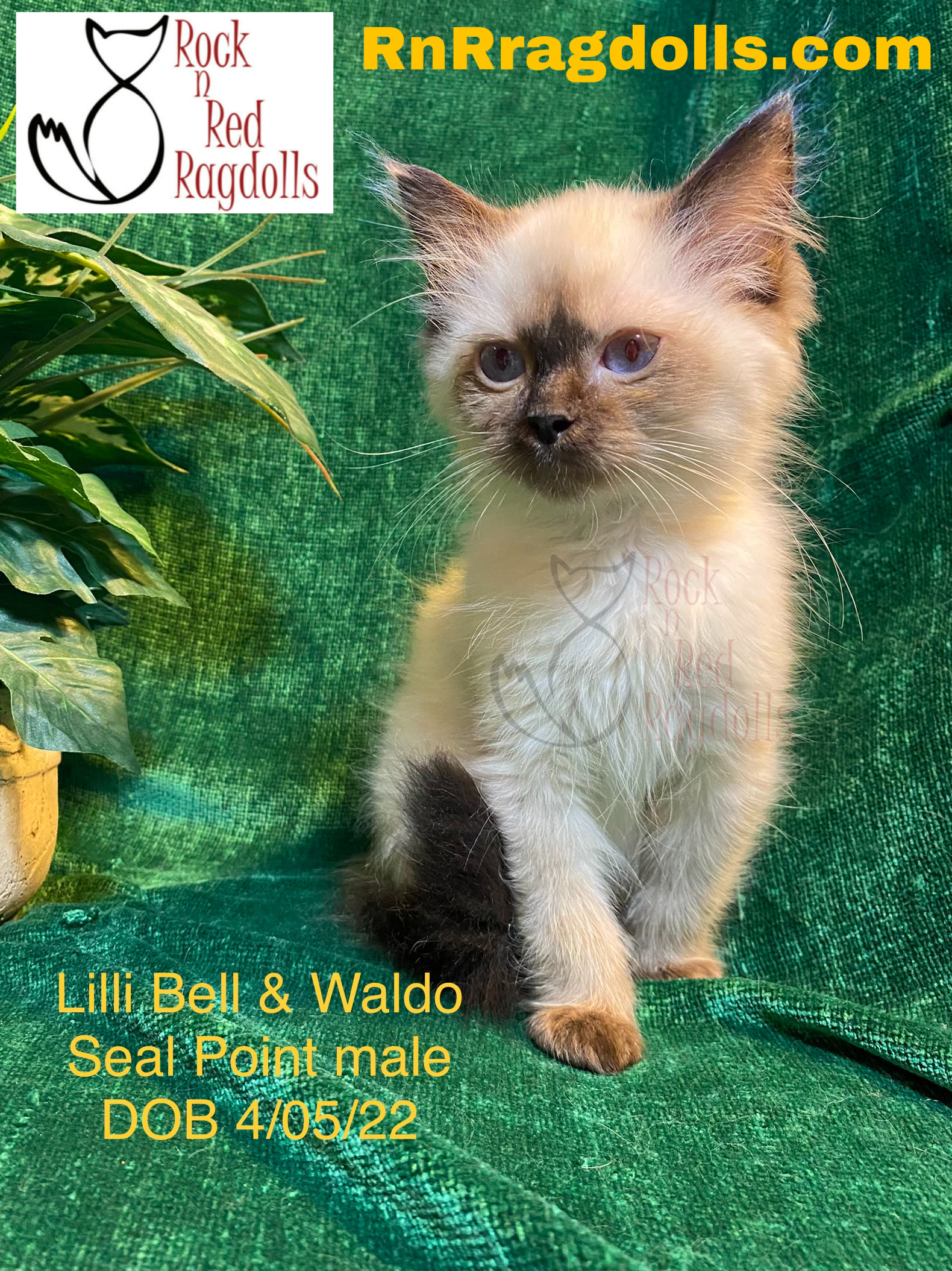 Lilli Belle & Waldo – RocknRed Ragdolls | Fine Cats
