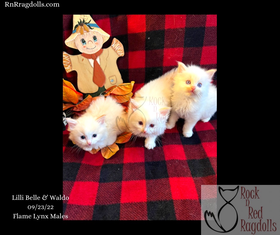 Lilli Belle & Waldo – RocknRed Ragdolls | Fine Cats