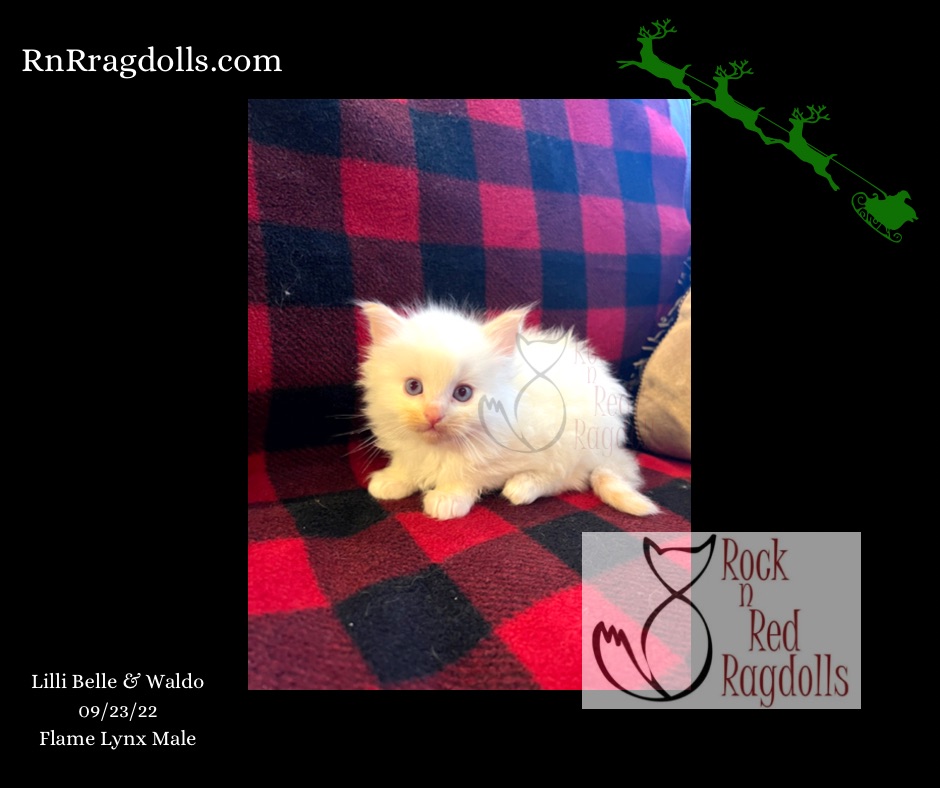 Lilli Belle & Waldo – RocknRed Ragdolls | Fine Cats