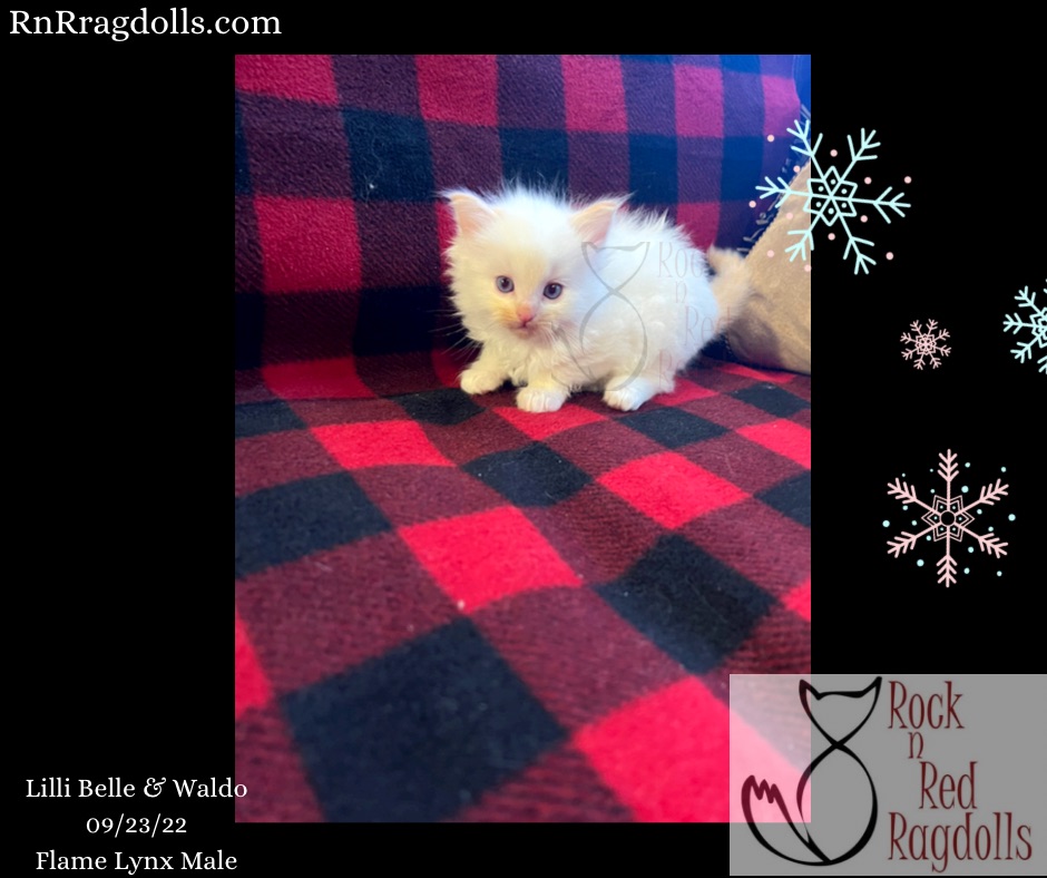 Lilli Belle & Waldo – RocknRed Ragdolls | Fine Cats