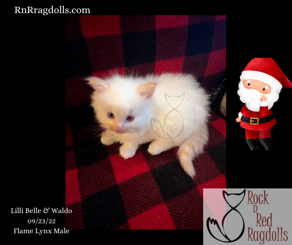 Lilli Belle & Waldo – RocknRed Ragdolls | Fine Cats